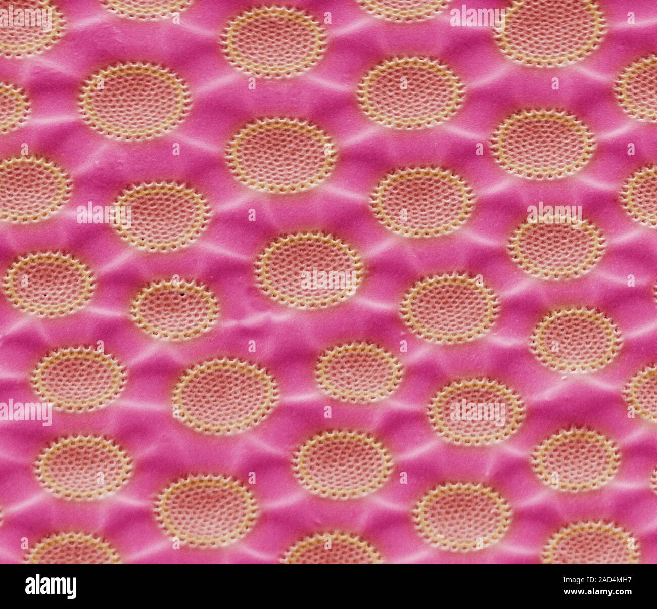 Diatom. Coloured scanning electron micrograph (SEM) of detail from a ...