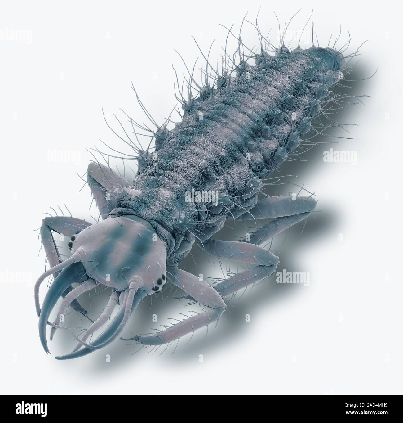 Lacewing larva (Chrysoperla carnea), coloured scanning electron ...