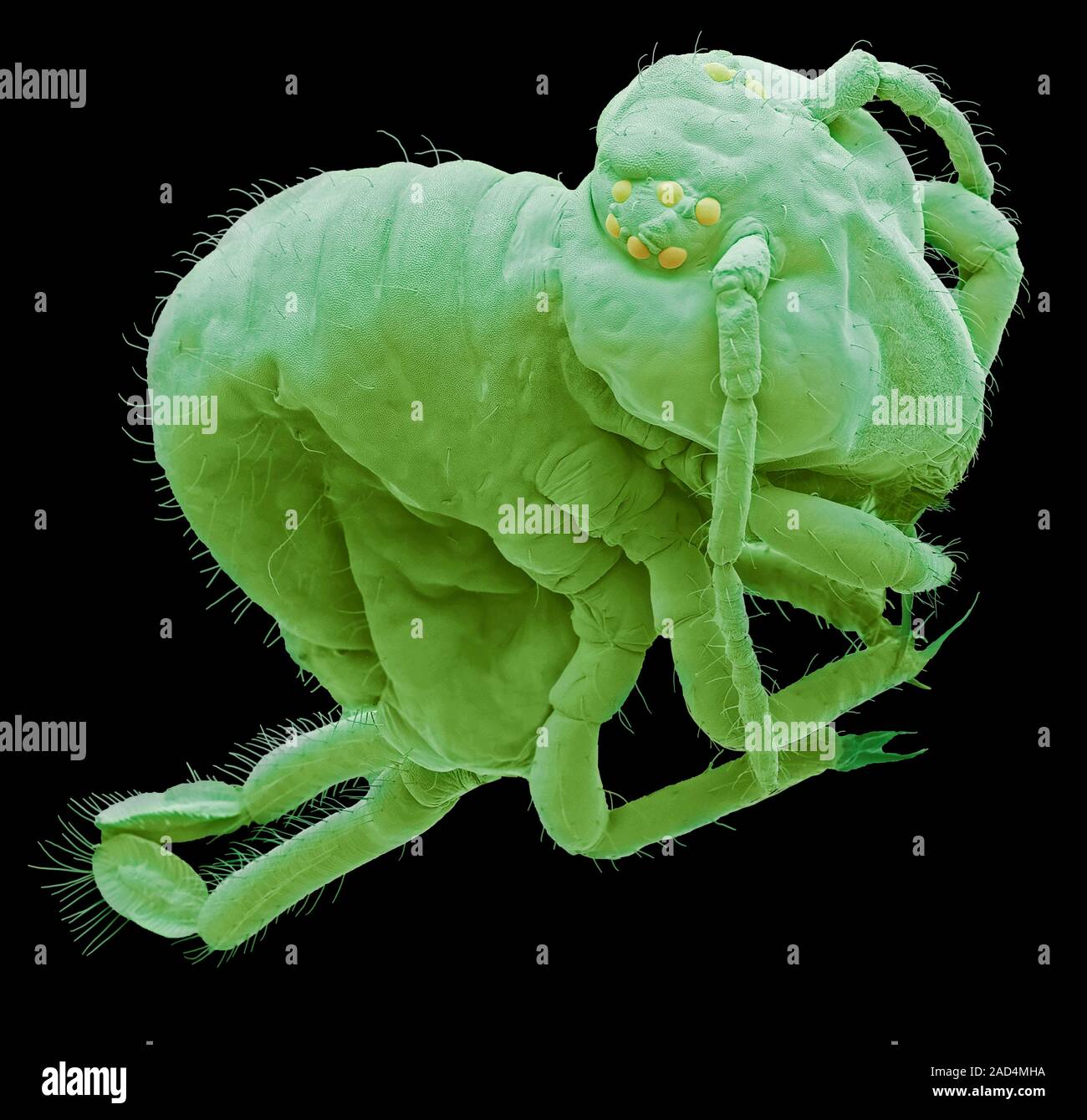 Springtail. Coloured scanning electron micrograph (SEM) of the ...