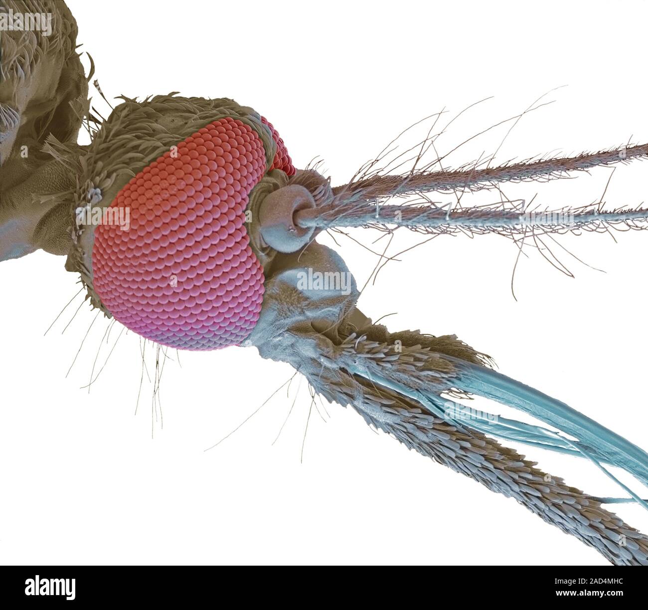 Common house mosquito (Culex pipiens). Coloured scanning electron ...