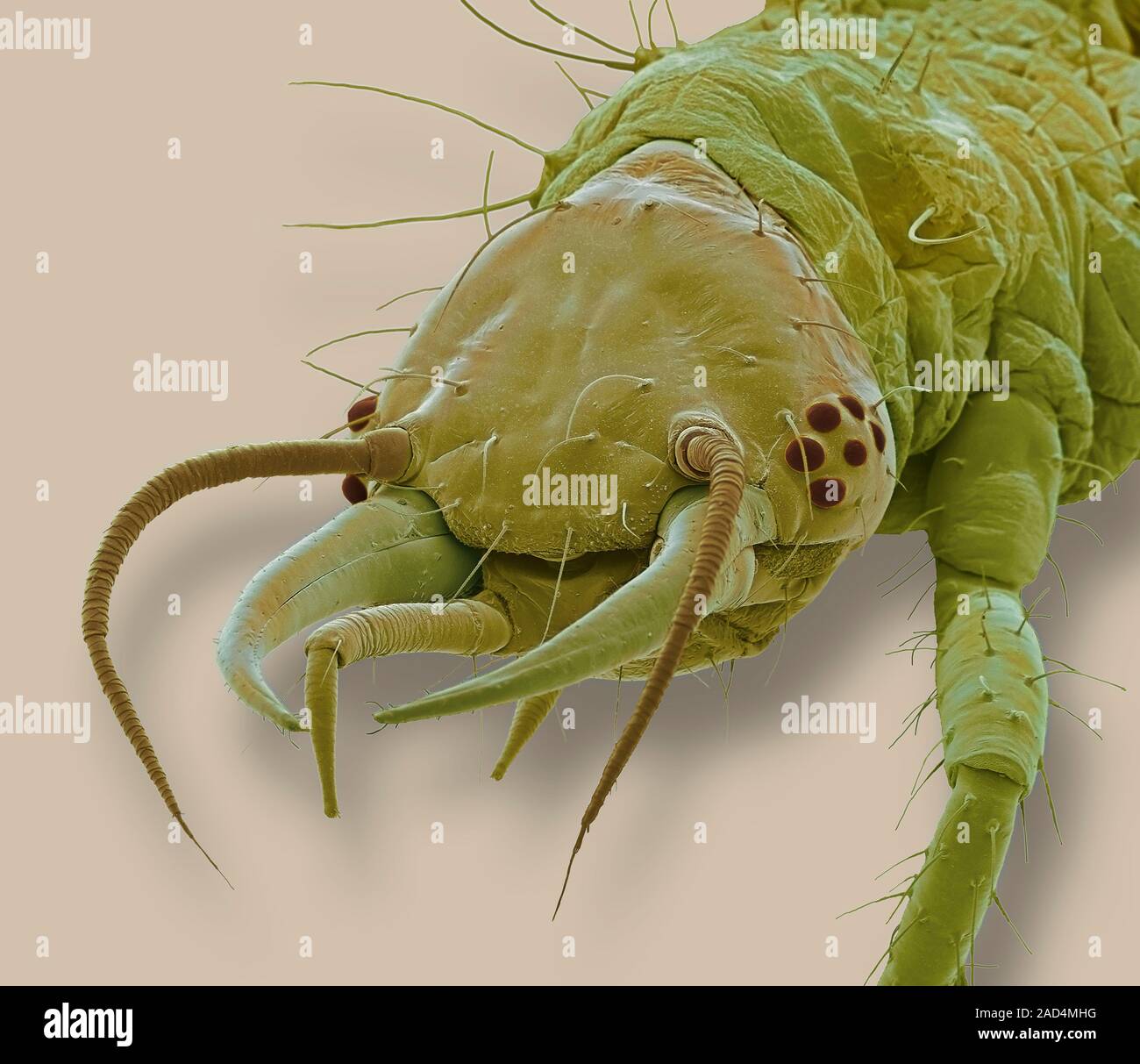 Lacewing larva head (Chrysoperla carnea), coloured scanning electron ...