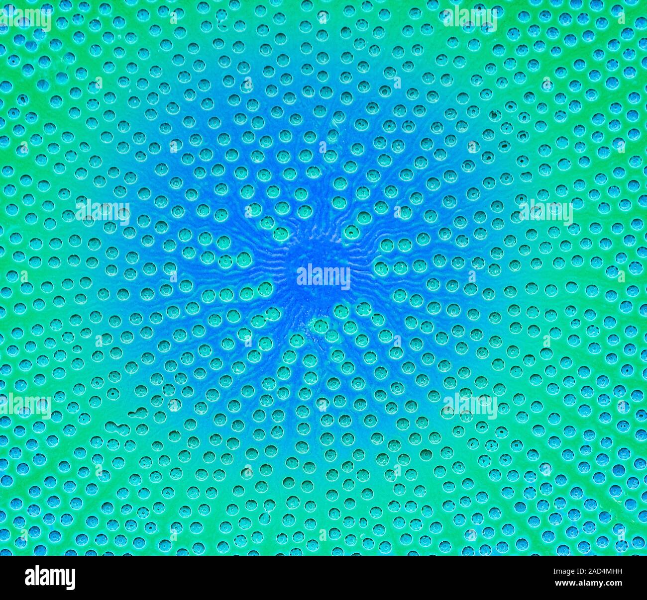 Diatom. Coloured scanning electron micrograph (SEM) of detail from a ...