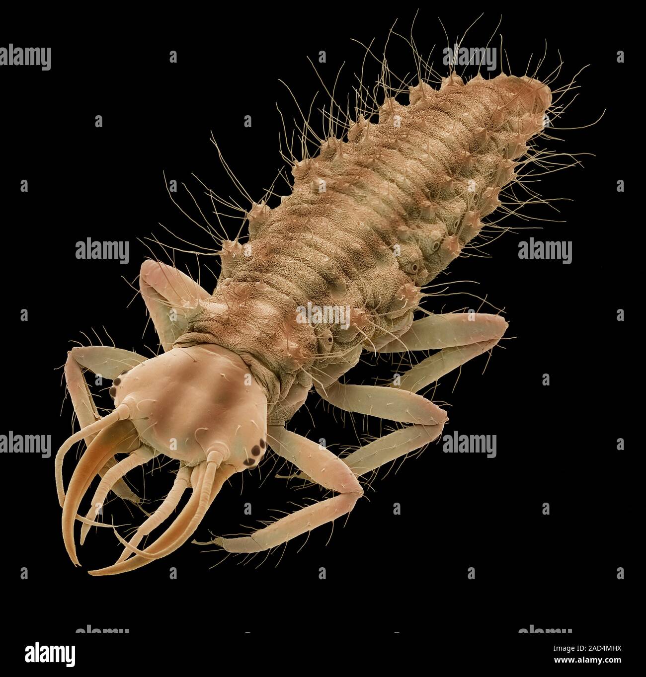 Lacewing larva (Chrysoperla carnea), coloured scanning electron ...