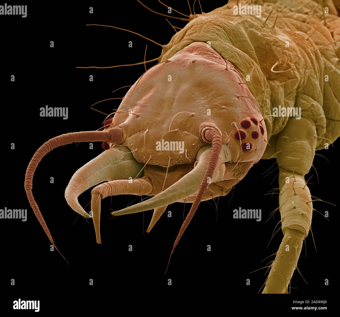 Lacewing larva head (Chrysoperla carnea), coloured scanning electron ...