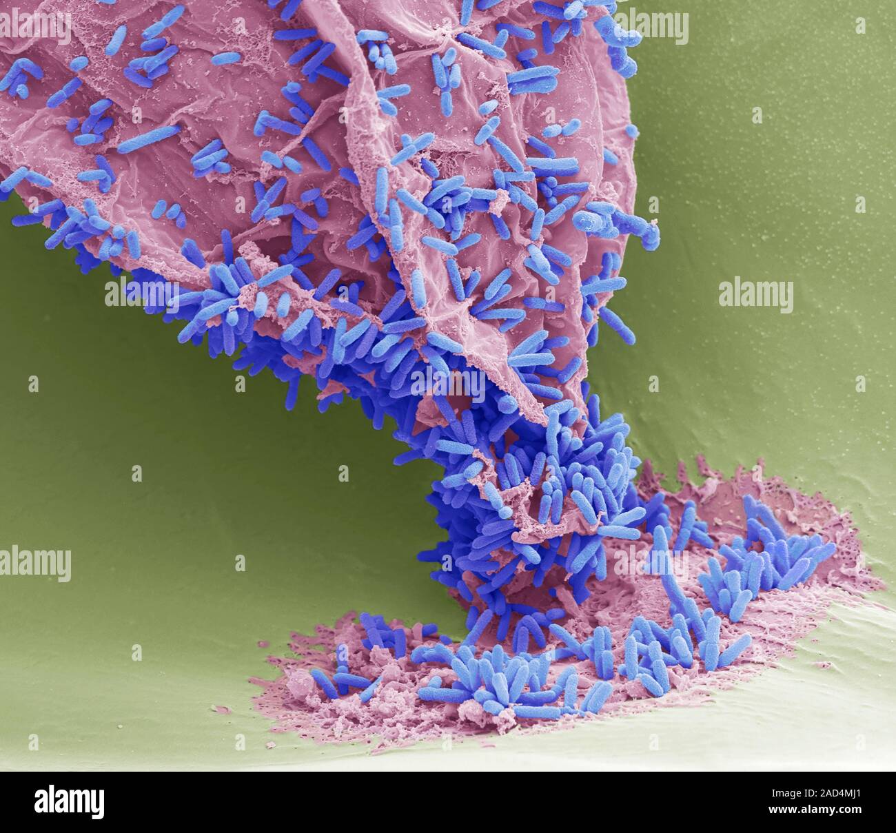 Marine bacteria. Coloured scanning electron micrograph (SEM). Marine ...
