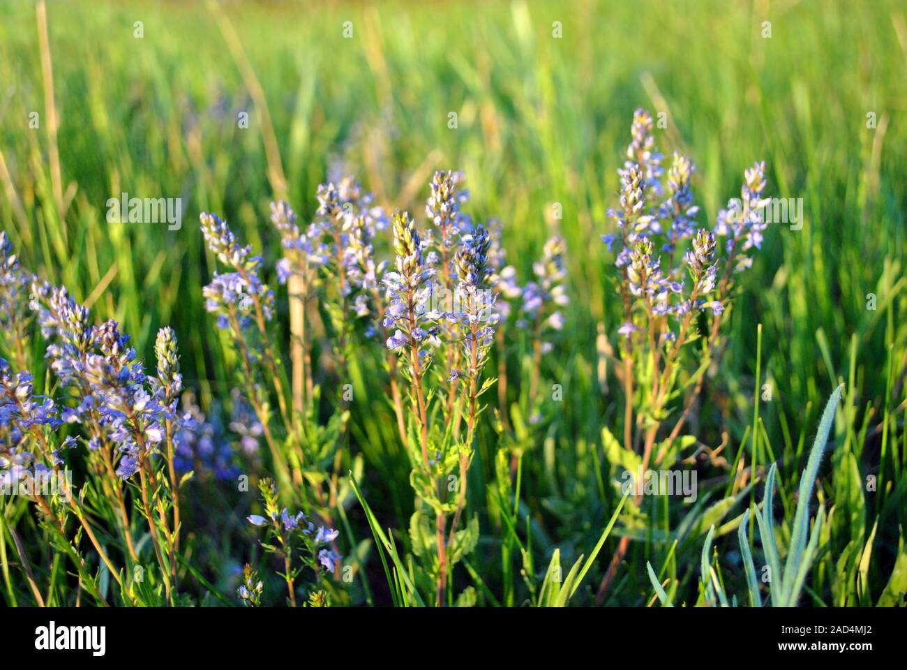 Veronica officinalis (heath speedwell; common gypsyweed; common ...