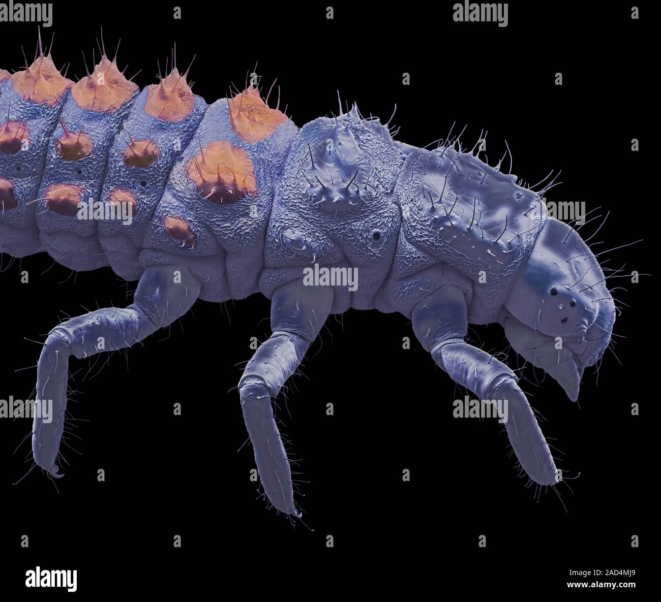 Ladybird larva. Coloured scanning electron micrograph (SEM) of the ...
