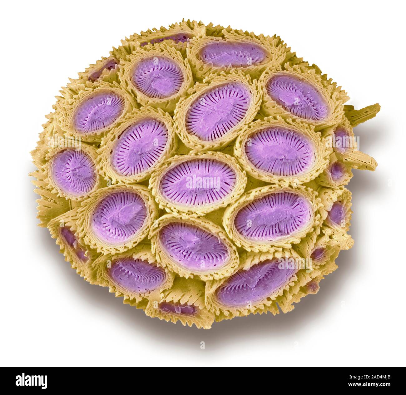 Calcareous phytoplankton. Coloured scanning electron micrograph (SEM ...