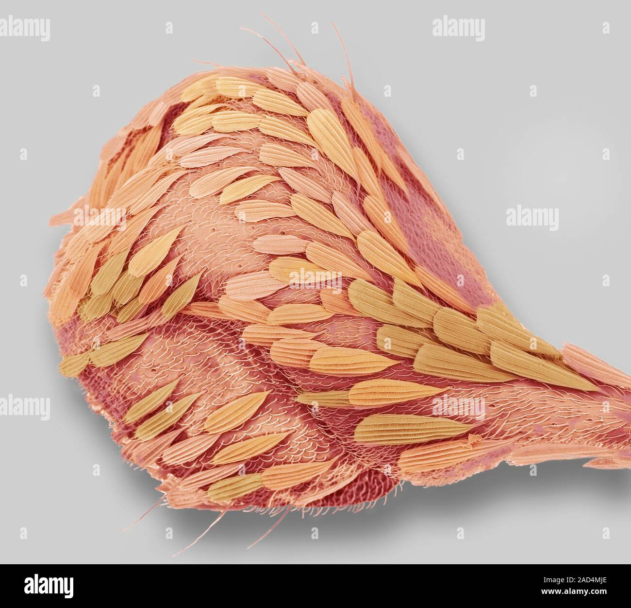 Mosquito haltere. Coloured scanning electron micrograph (SEM) of a ...