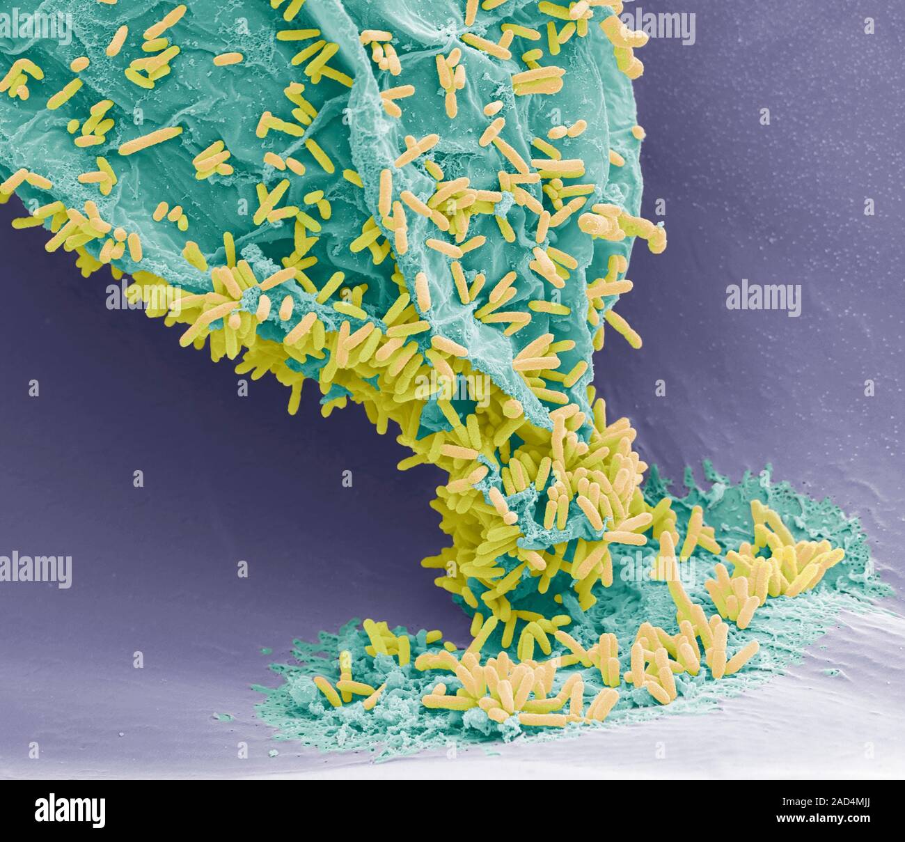 Marine bacteria. Coloured scanning electron micrograph (SEM). Marine ...