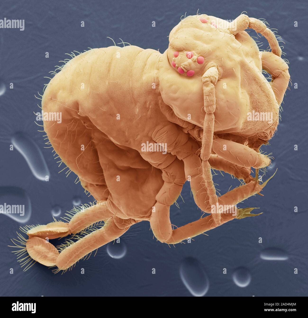 Springtail. Coloured scanning electron micrograph (SEM) of the ...