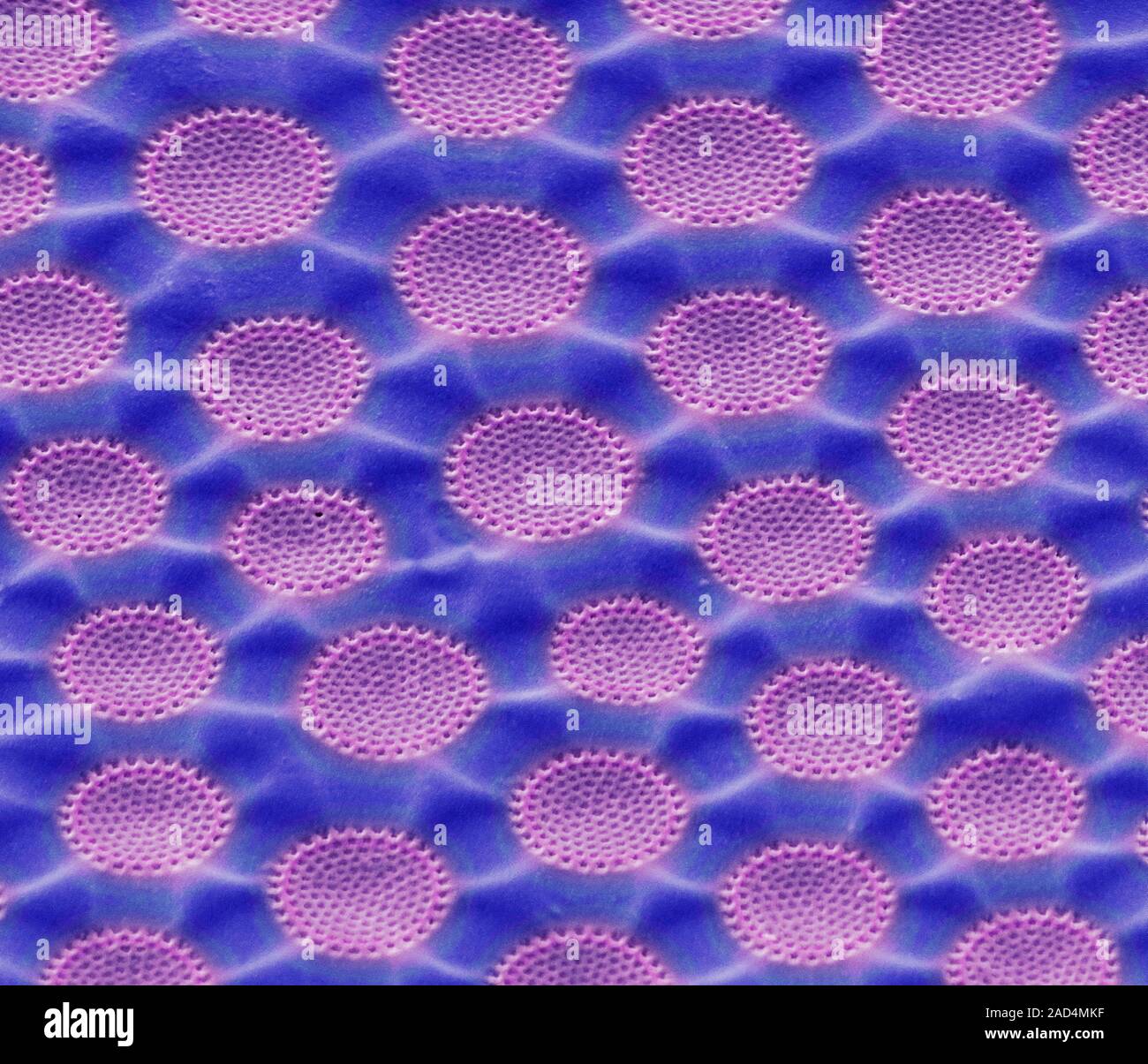 Diatom. Coloured scanning electron micrograph (SEM) of detail from a ...