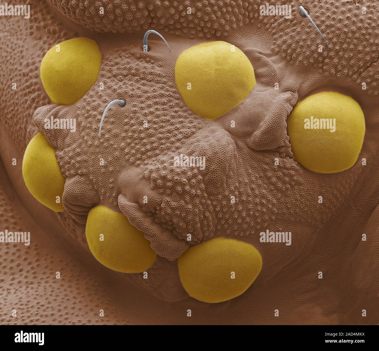 Springtail eye. Scanning electron micrograph (SEM) of the primitive eye ...