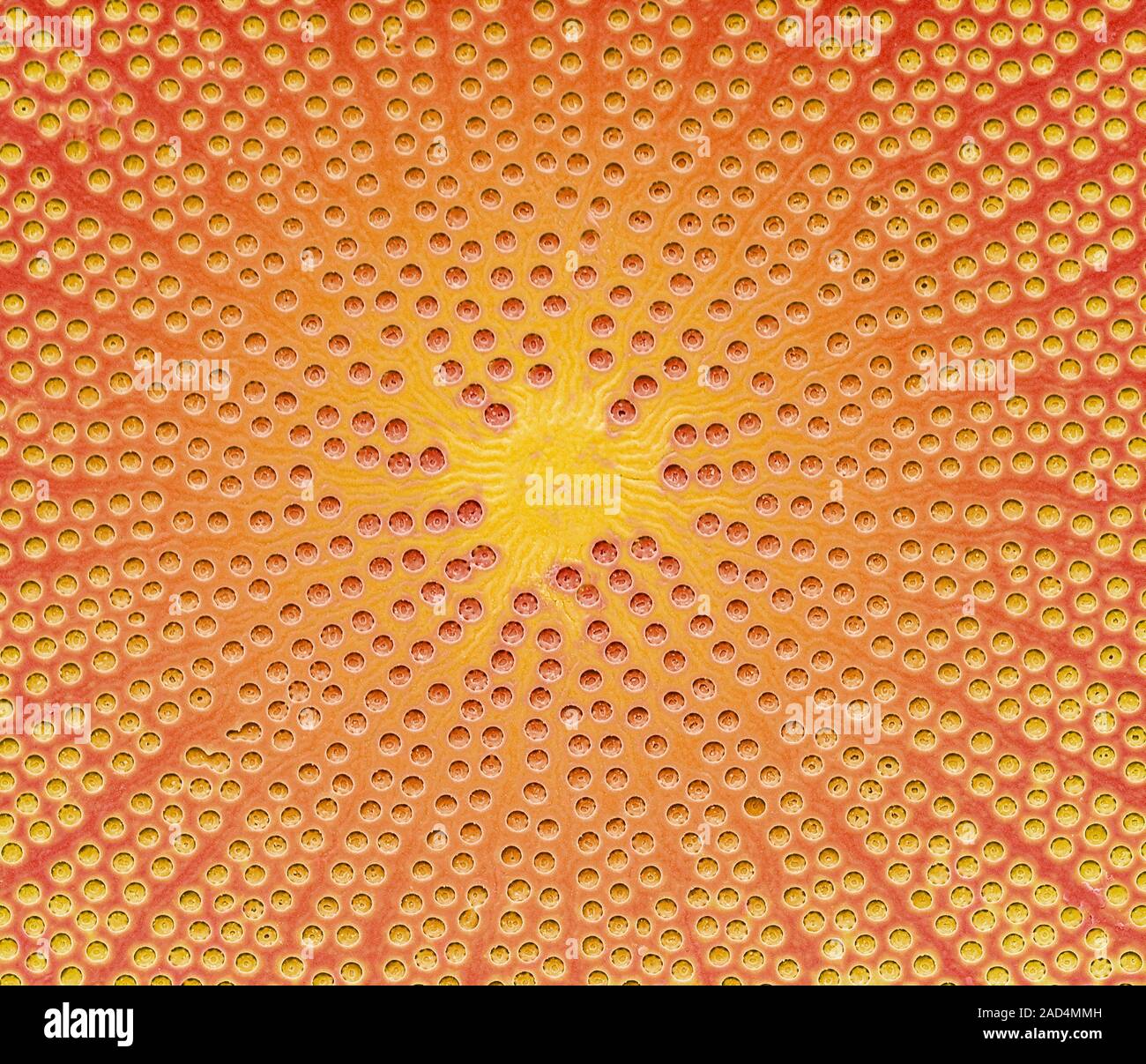 Diatom. Coloured scanning electron micrograph (SEM) of detail from a ...