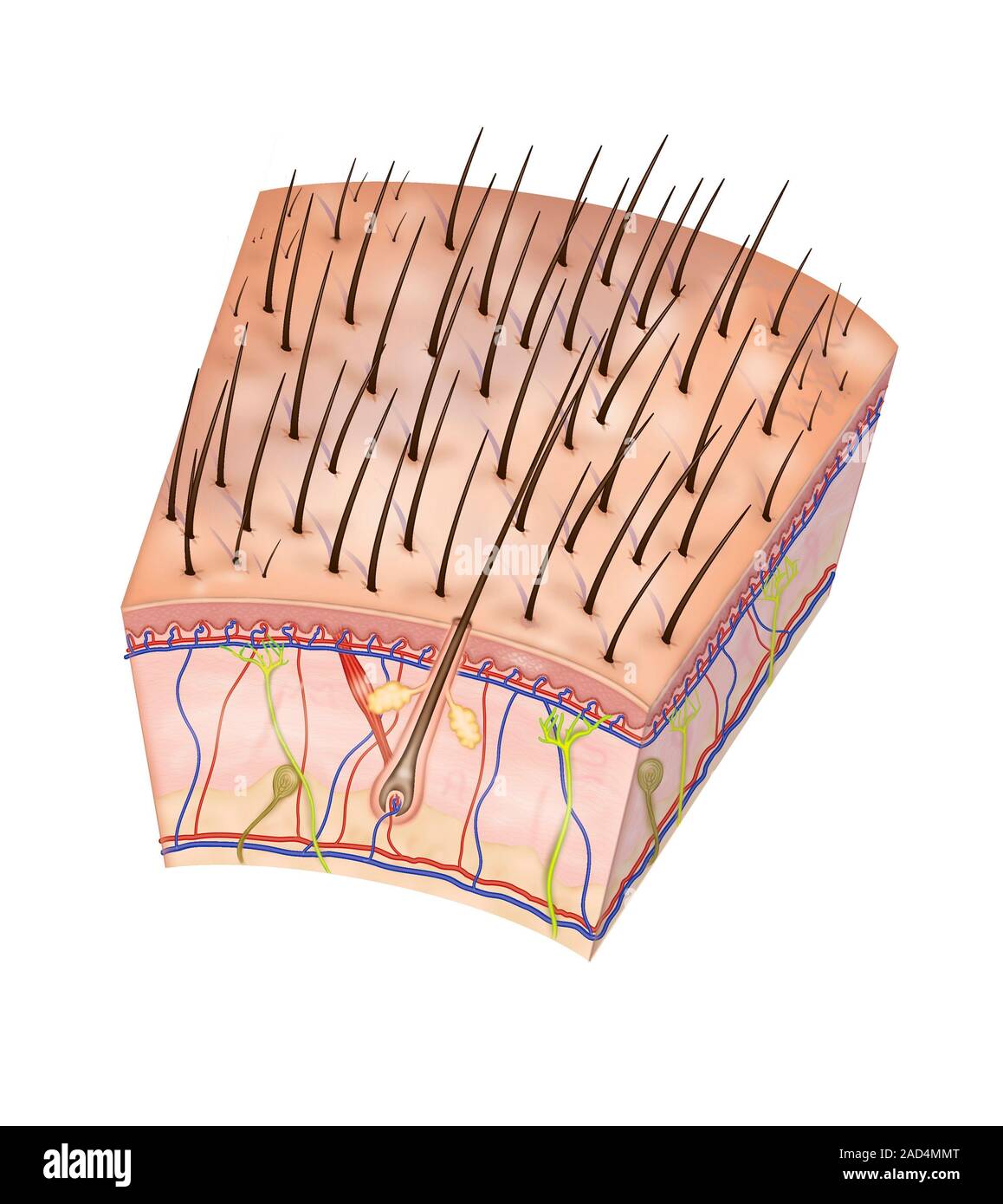 Layers Of Mammalian Skin at Harold Herron blog