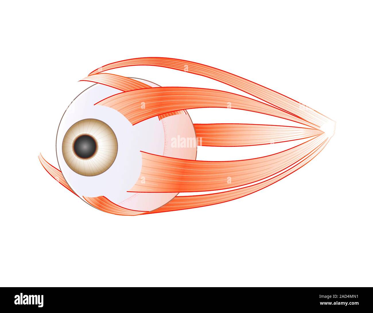 Muscles of the eye. Illustration of the human eye, showing the muscles ...