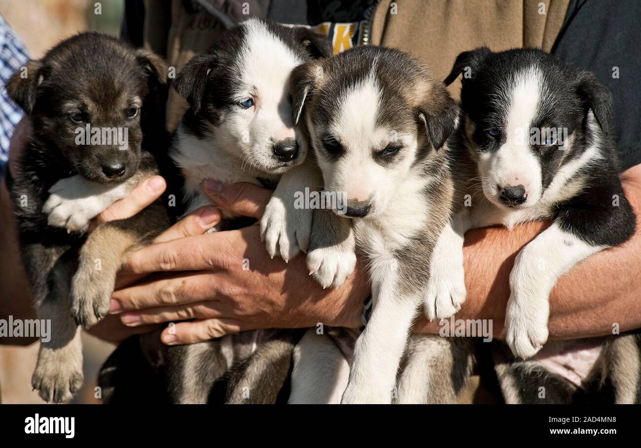 Alaskan husky puppies. Huskies are a breed of the domestic dog (Canis ...
