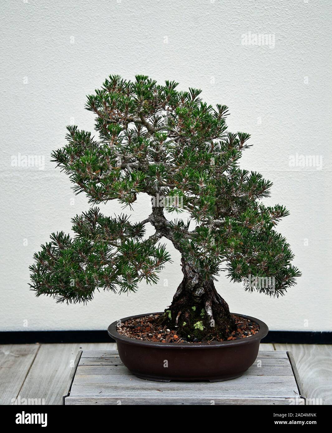Bonsai tree. Japanese black pine (Pinus thunbergii) bonsai in a pot ...
