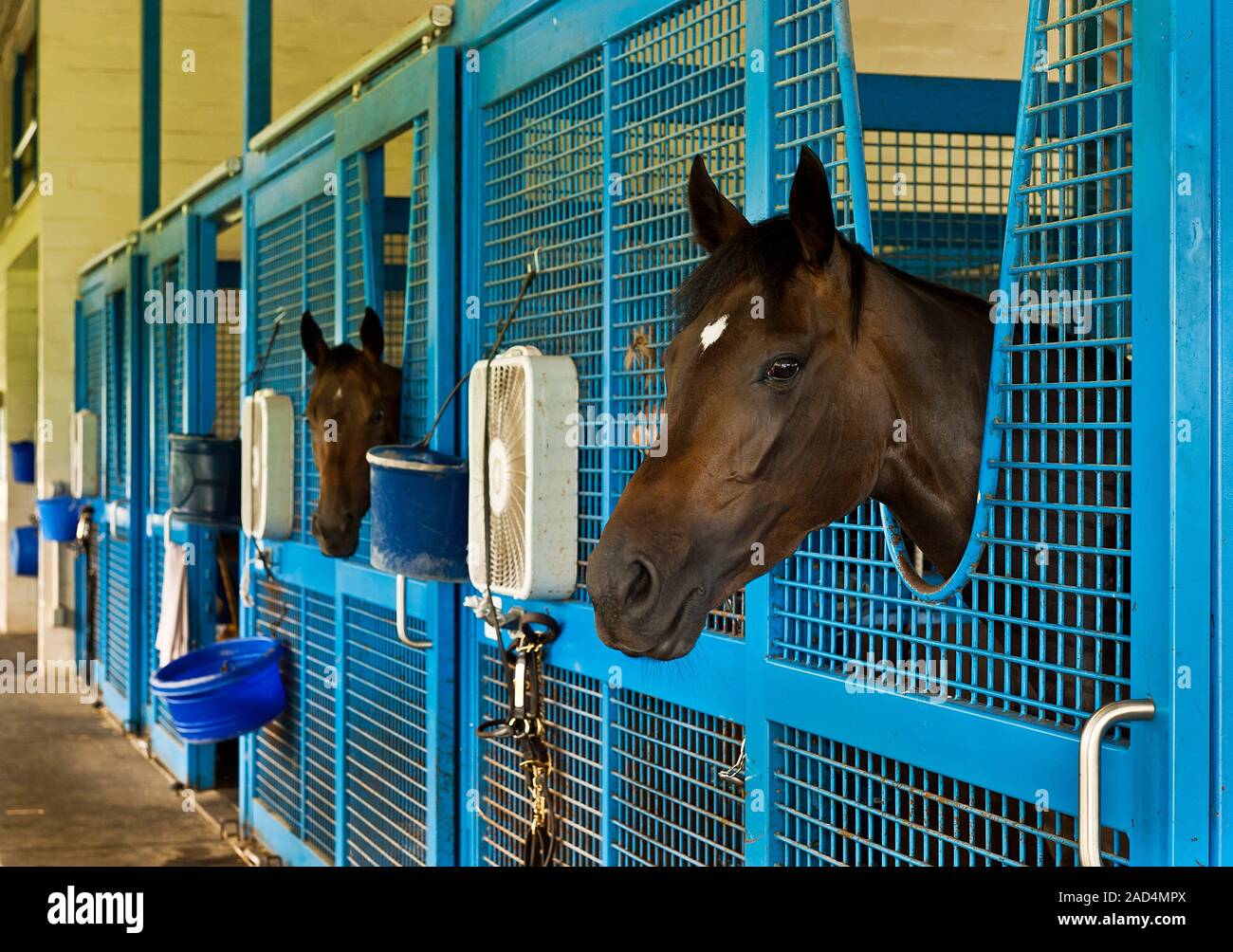 Race horses (Equus ferus caballus) in stables Stock Photo - Alamy