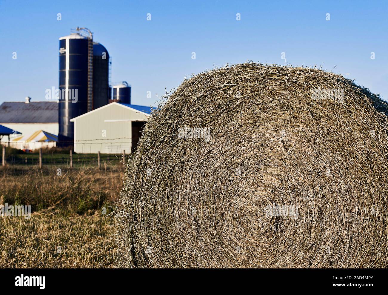 Hay bale on farm. Close-up of a round bale of hay in a field, with ...