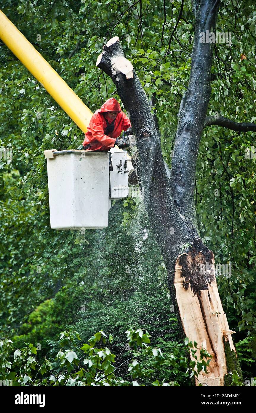 Tree surgeon at work. Tree removal service worker cutting down a tree ...