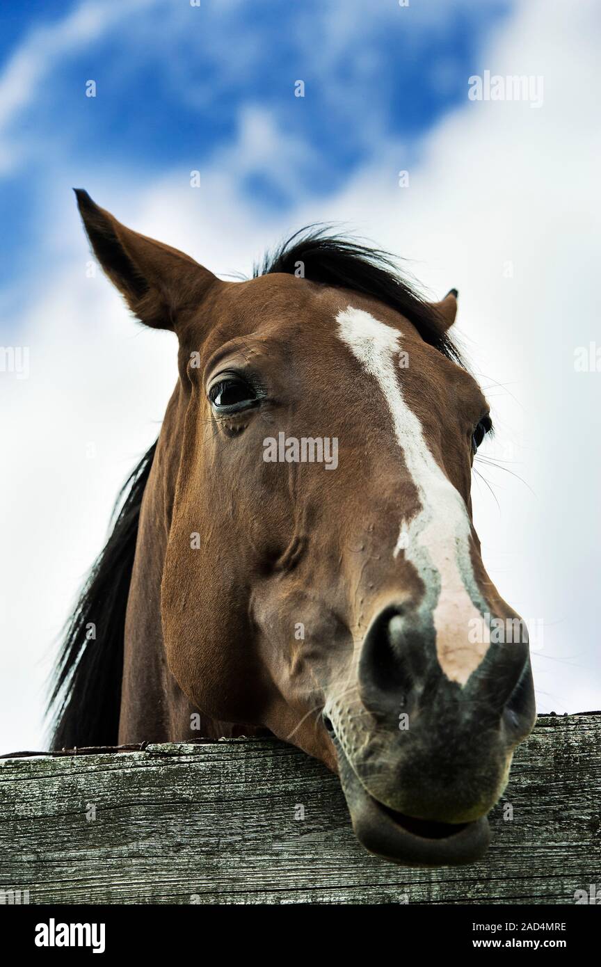 Horse resting its head Stock Photo - Alamy