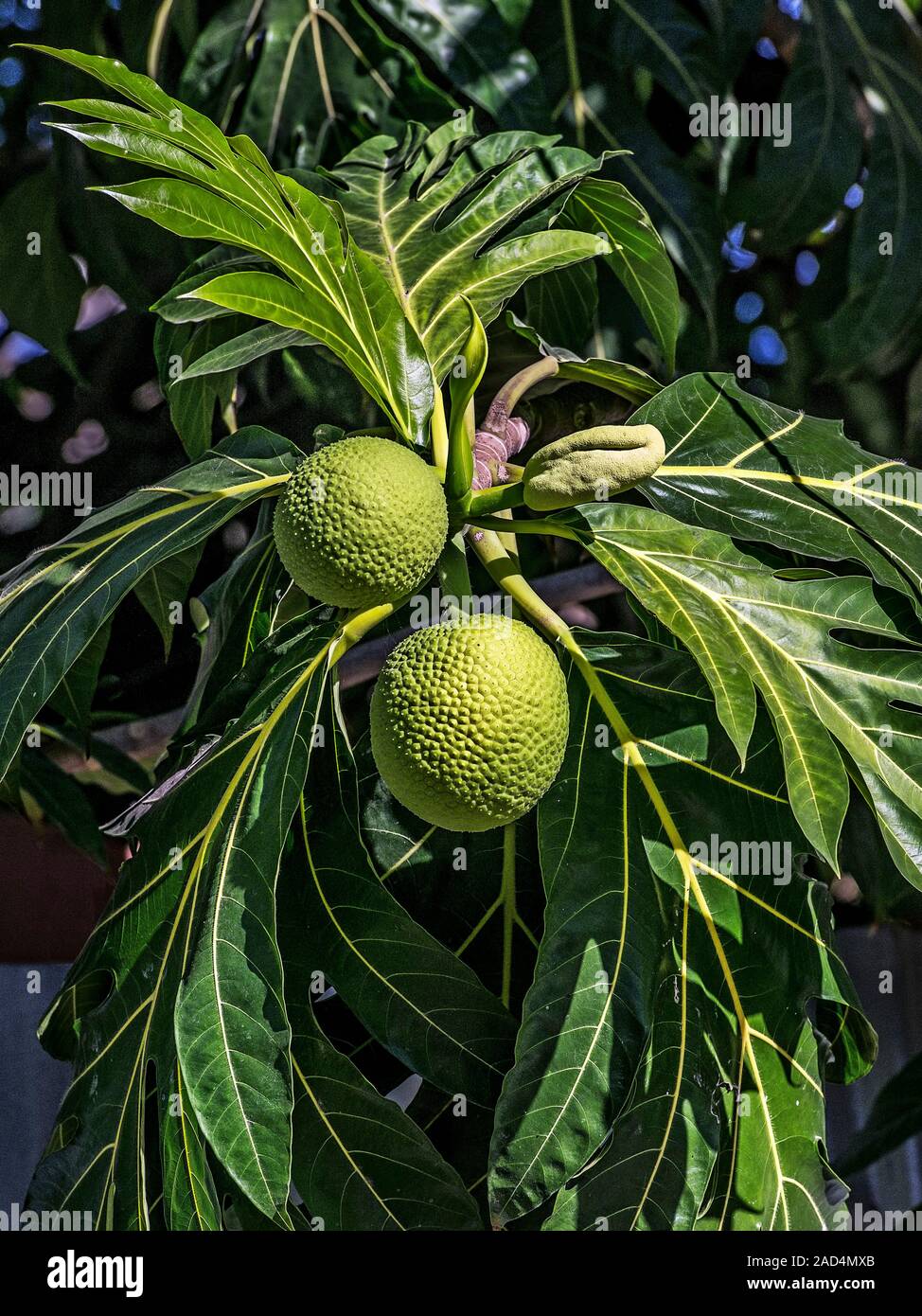 Ackee (Blighia sapida) in fruit Stock Photo - Alamy