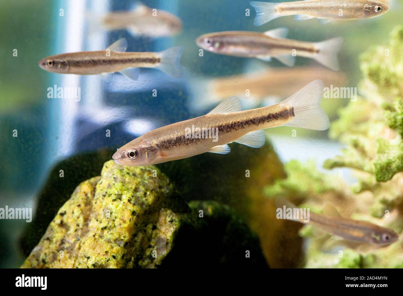 Crappie Minnows