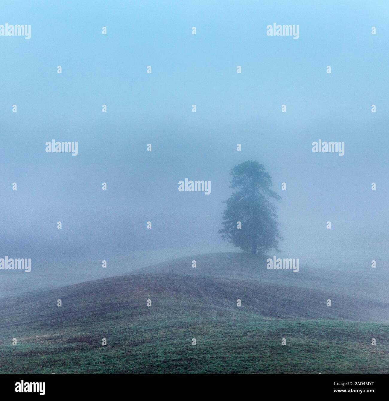 Mist-shrouded tree at dawn. Photographed in Hudson Valley, New York ...