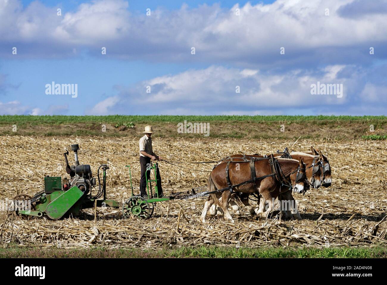 Amish farm. Amish farmer ploughing a field with horse-drawn equipment ...