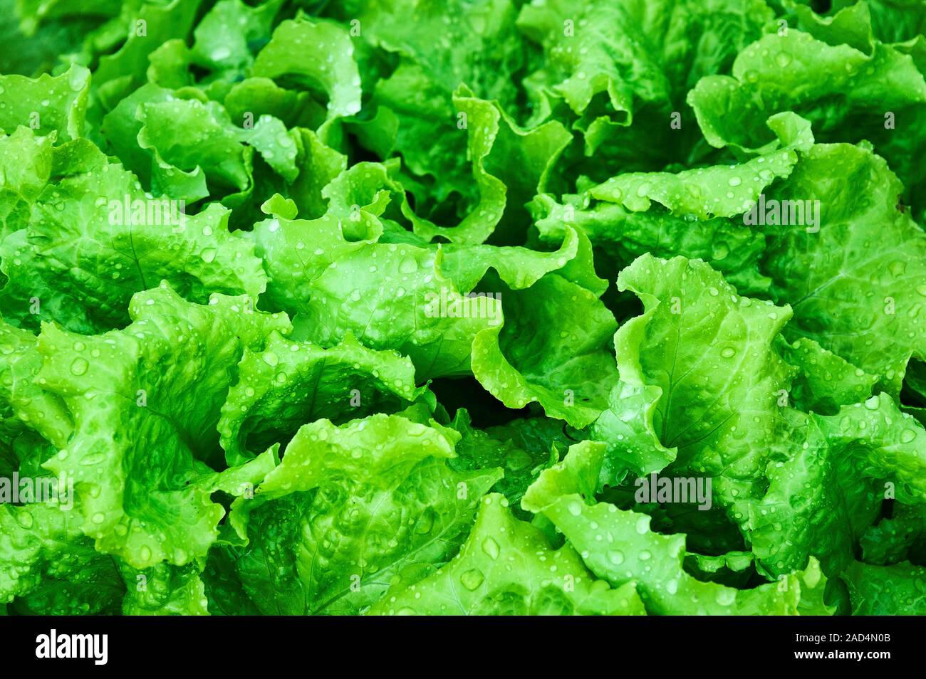 Butterhead lettuce (Lactuca sativa). Close-up of butterhead lettuce ...