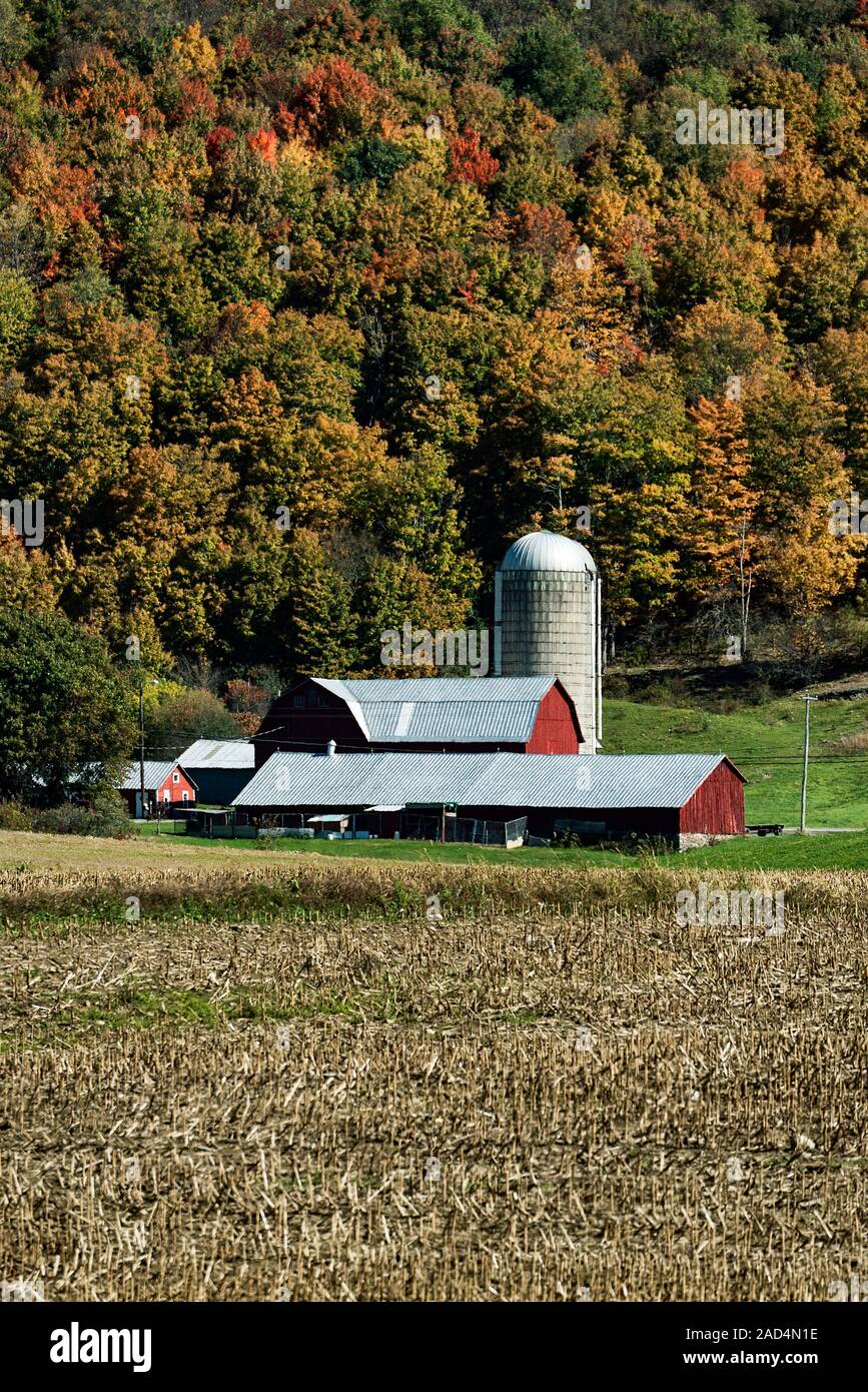 Farm. View across a field towards farm buildings in upstate New York ...