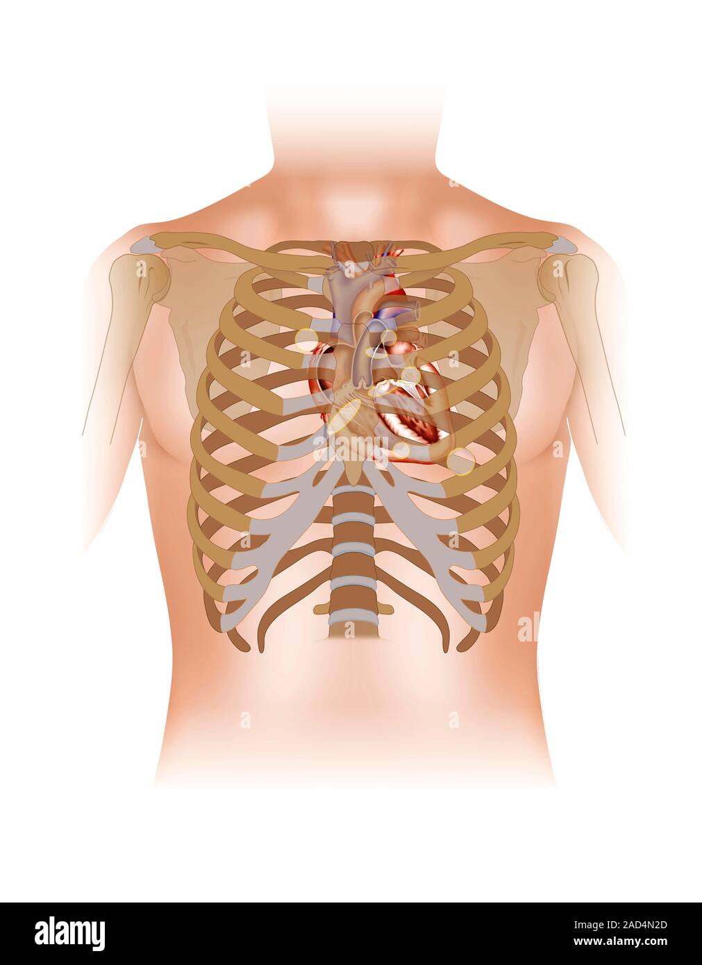 Cardiac auscultatory areas. Illustration of the human rib cage and ...