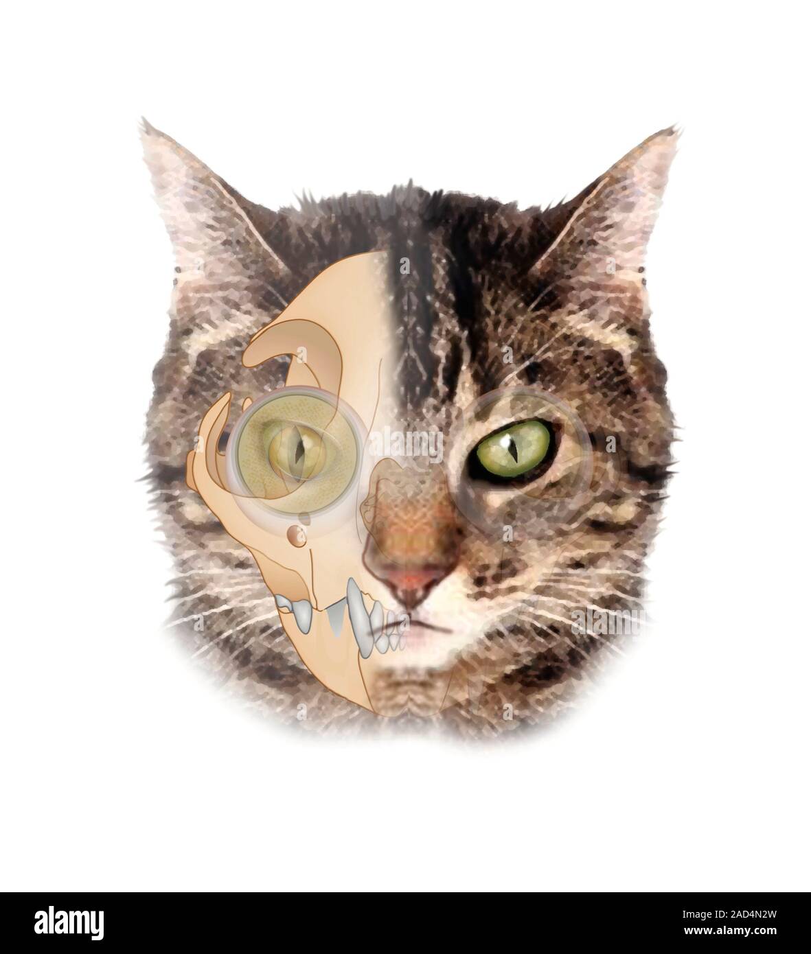 Cat head anatomy. Illustration of the anatomy of the head of a domestic ...