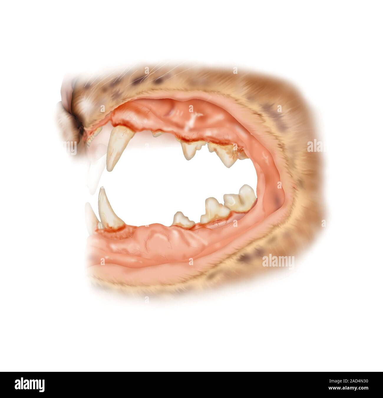 Cat gingivitis. Illustration of the mouth and teeth of a cat with ...