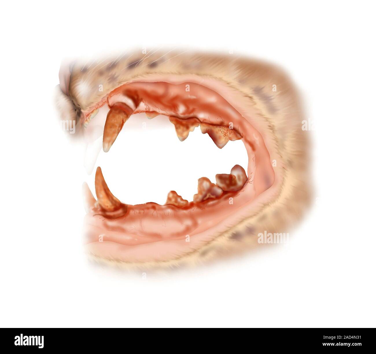 Cat peridontitis. Illustration of the mouth and teeth of a cat with ...
