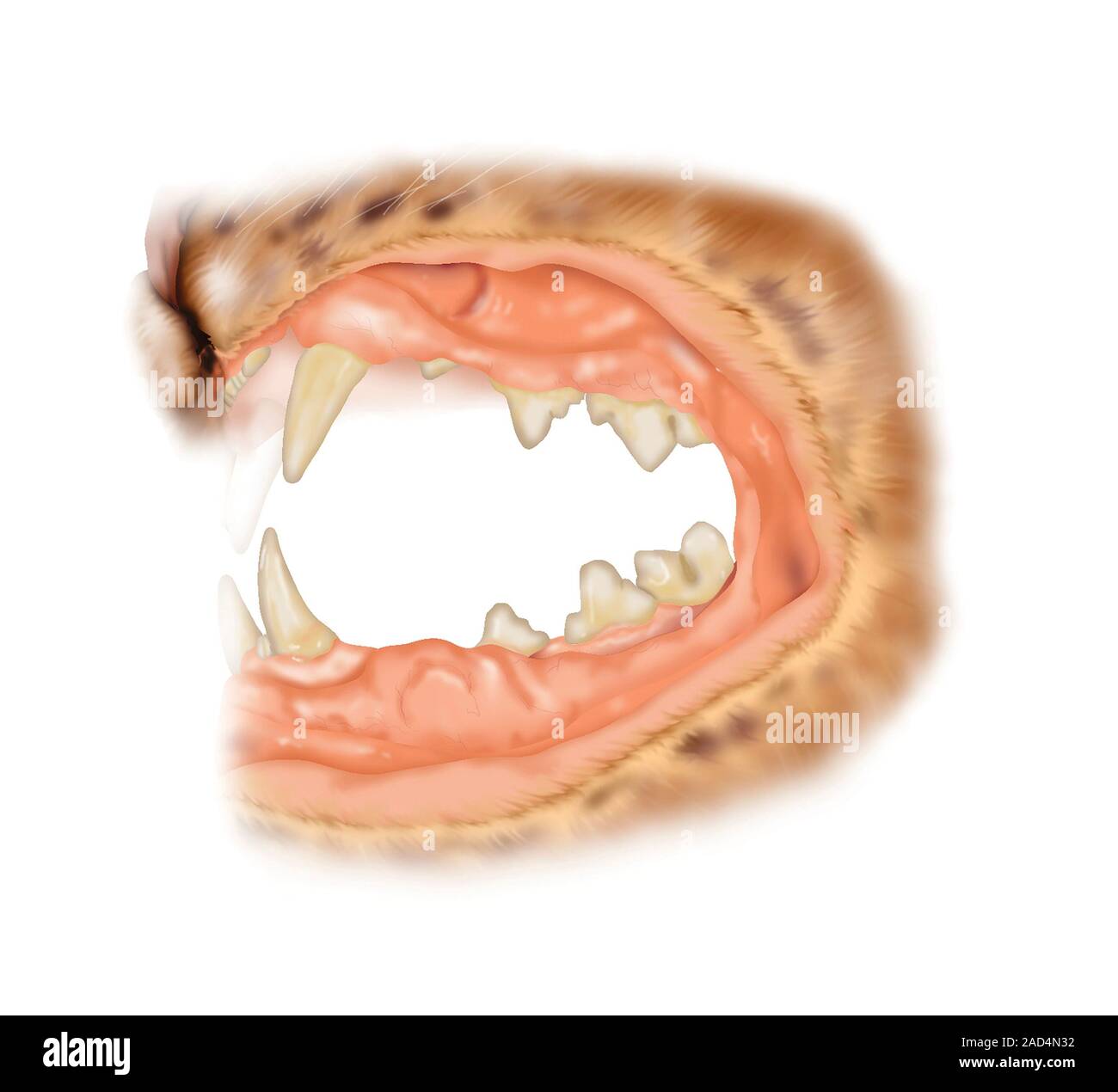Cat teeth plaque. Illustration of the mouth and teeth of a cat with an ...
