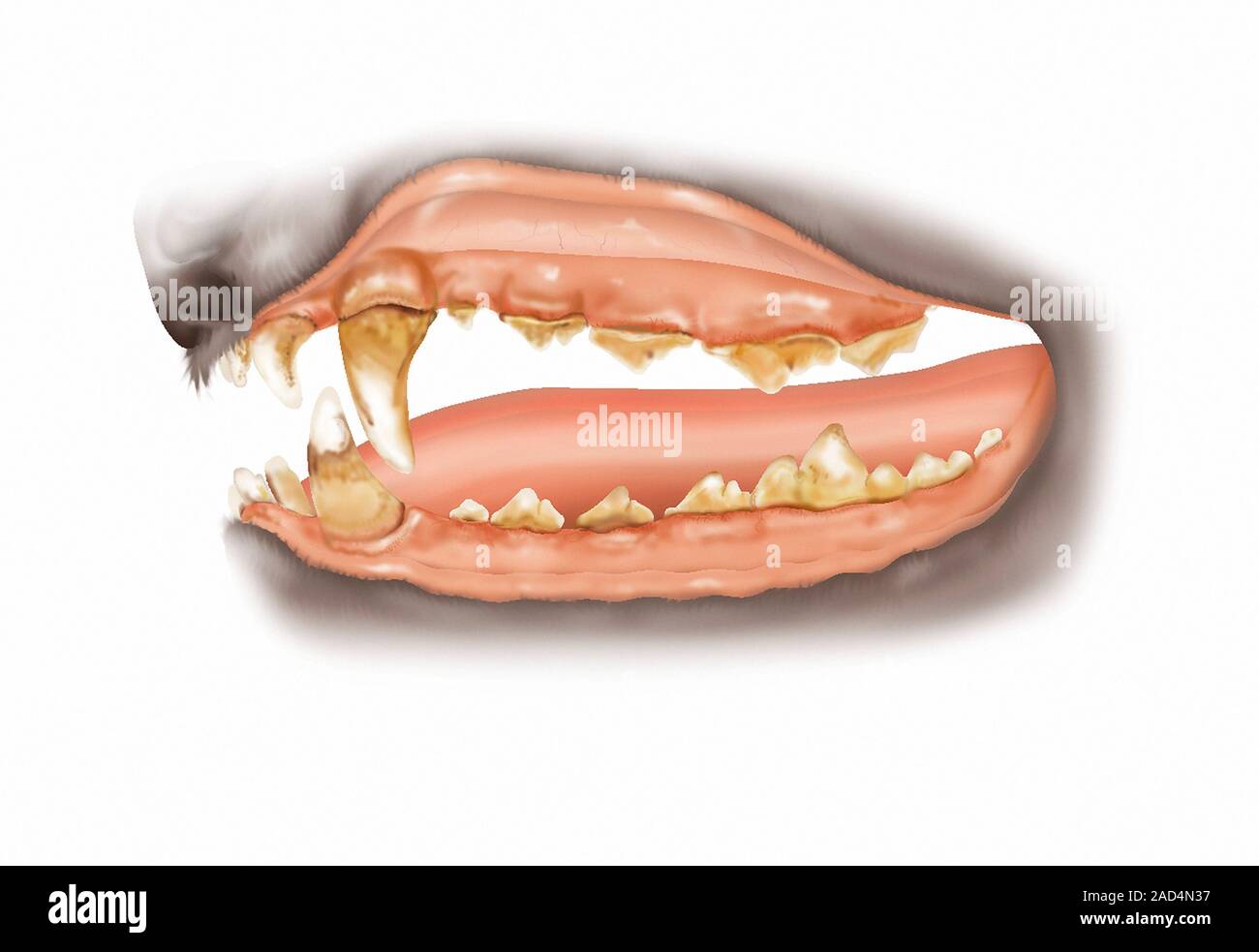 Dog peridontitis. Illustration of the mouth and teeth of a dog with ...