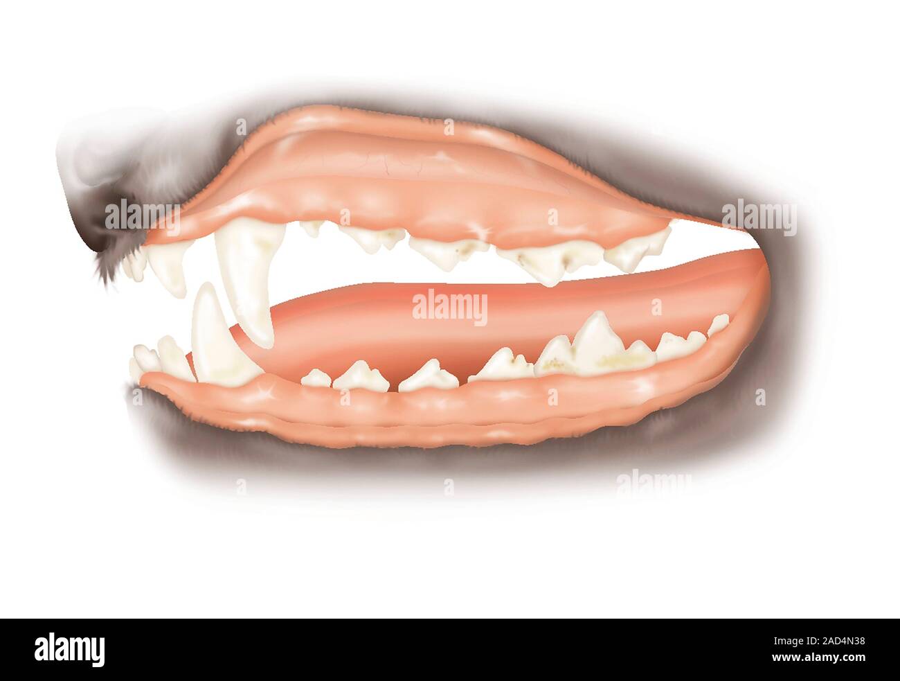 Dog teeth plaque. Illustration of the mouth and teeth of a dog with an ...