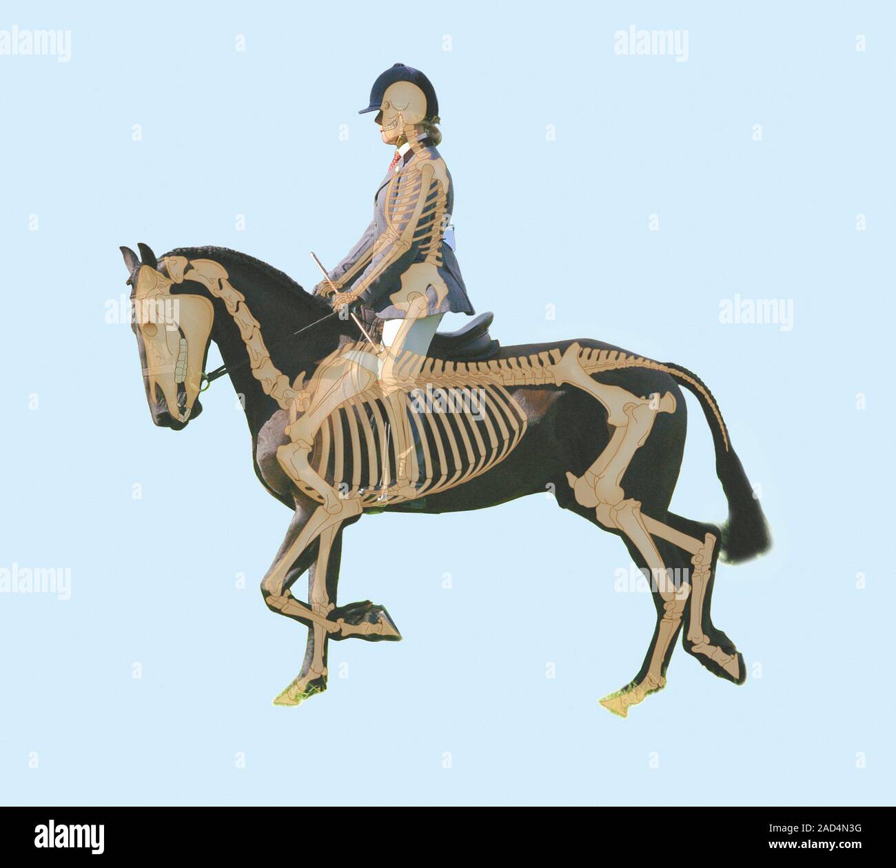 Horse and rider. Anatomical illustration of the skeletons of a horse ...