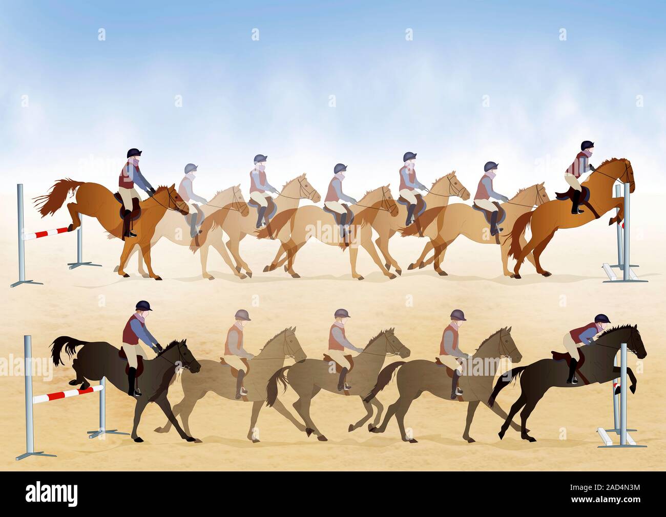 Horses show jumping. Illustrations of the biomechanics of horses show ...
