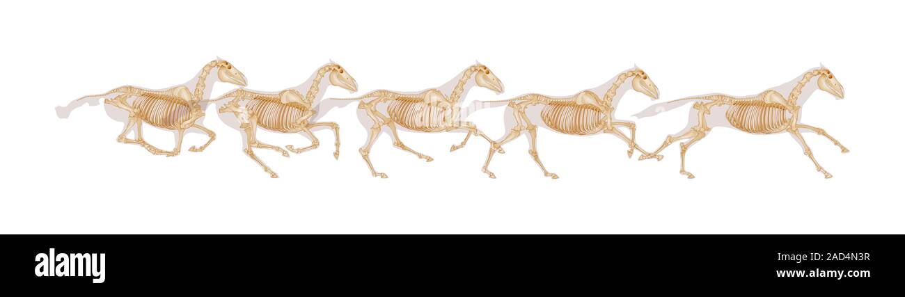 Galloping horse. Biomechanics illustrations showing the anatomy and ...