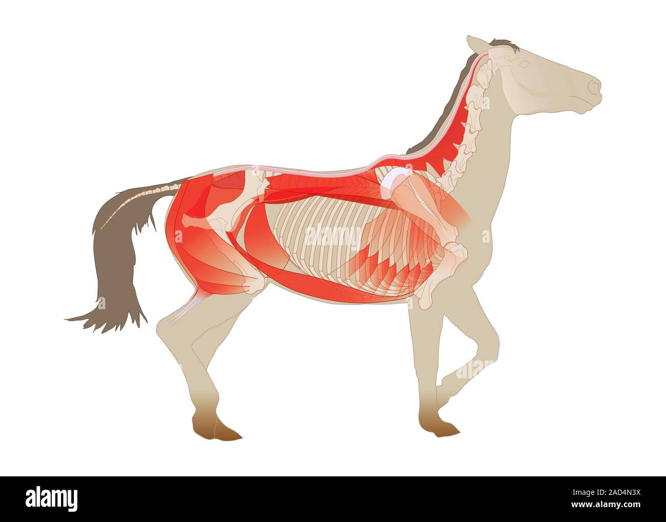 Horse anatomy. Illustration of the anatomy of a horse (Equus ferus ...