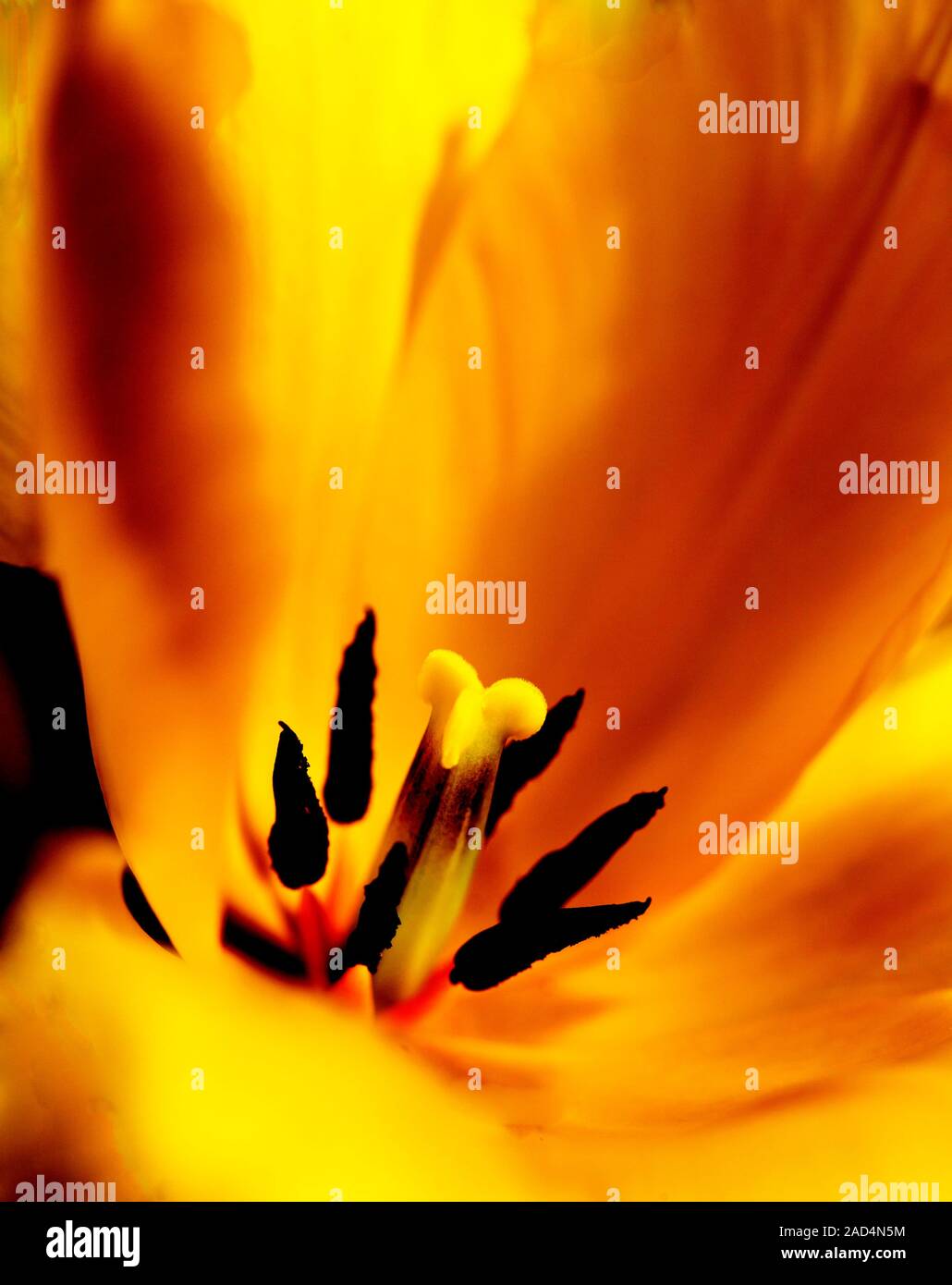 Tulip reproductive parts. Close-up of the reproductive parts of a tulip ...