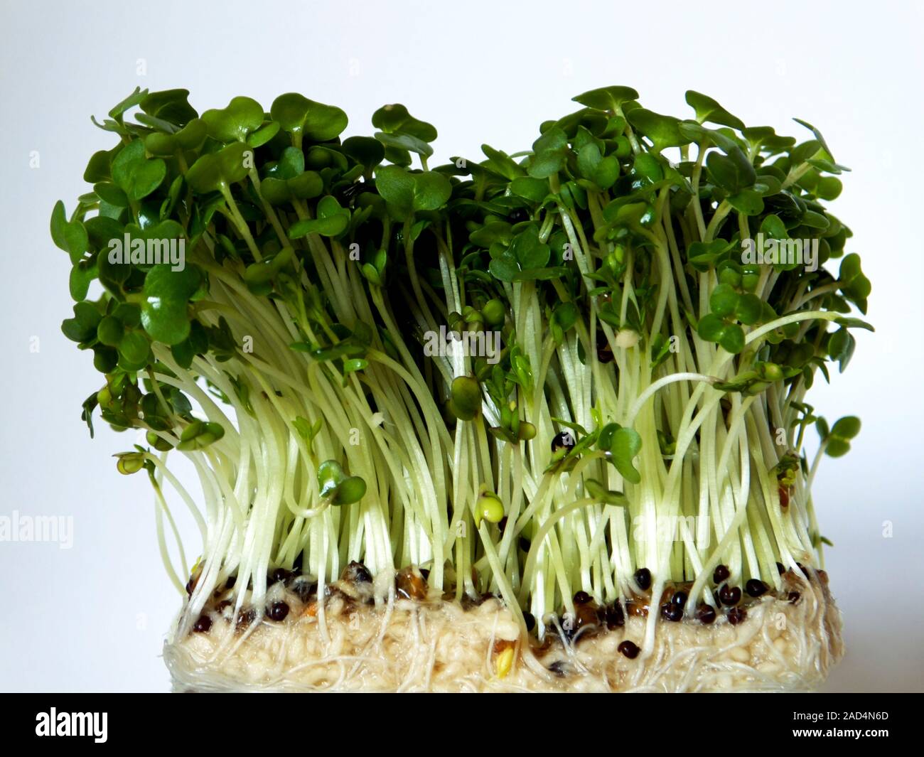 Garden cress (Lepidium sativum Stock Photo - Alamy