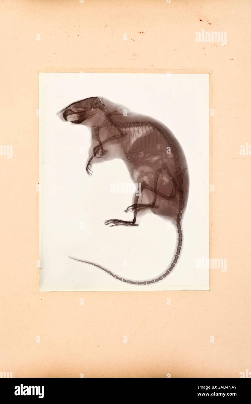 Rodent X-ray. This X-ray is from a collection dating from the period ...