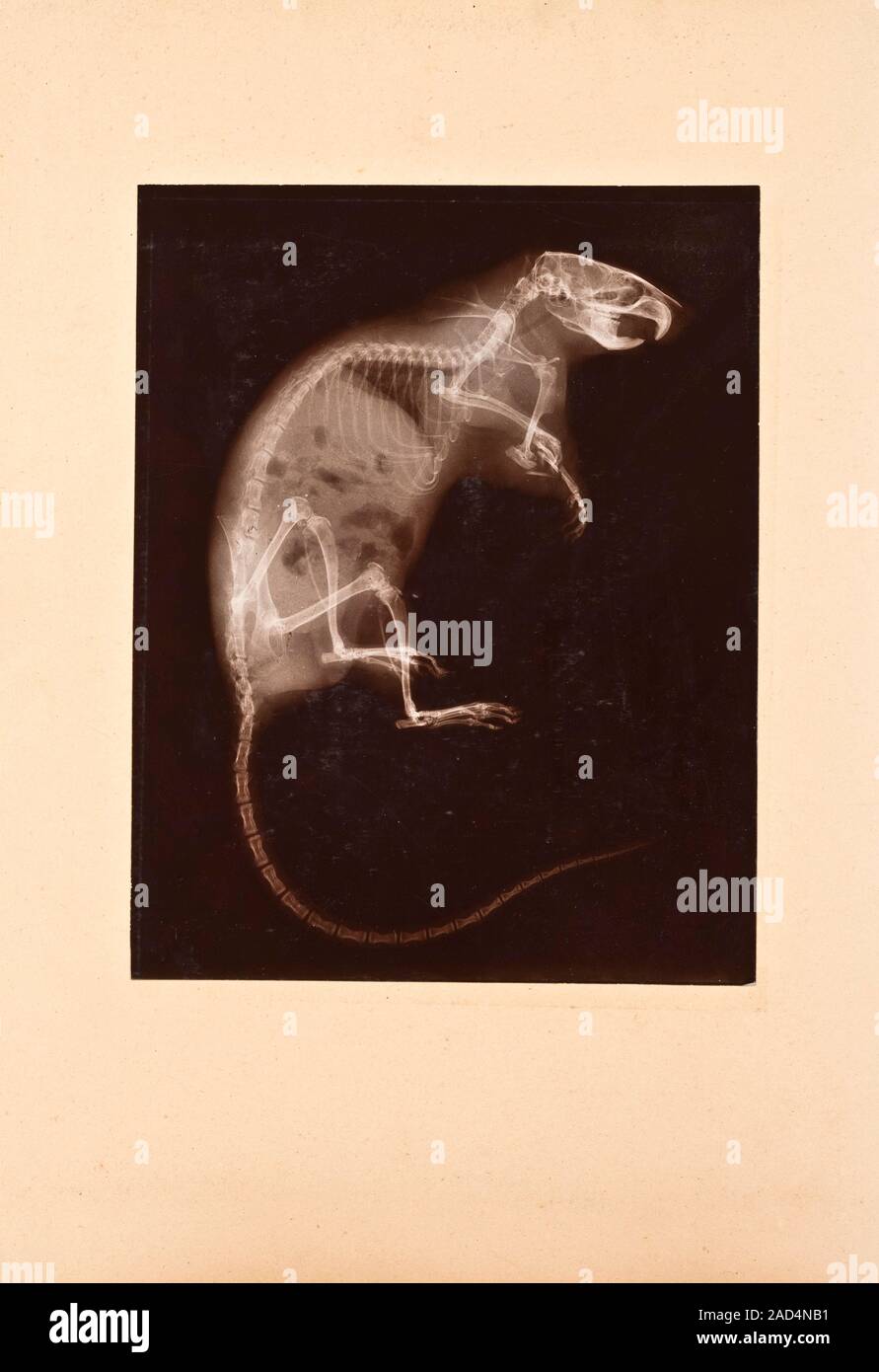 Rodent X-ray. This X-ray is from a collection dating from the period ...