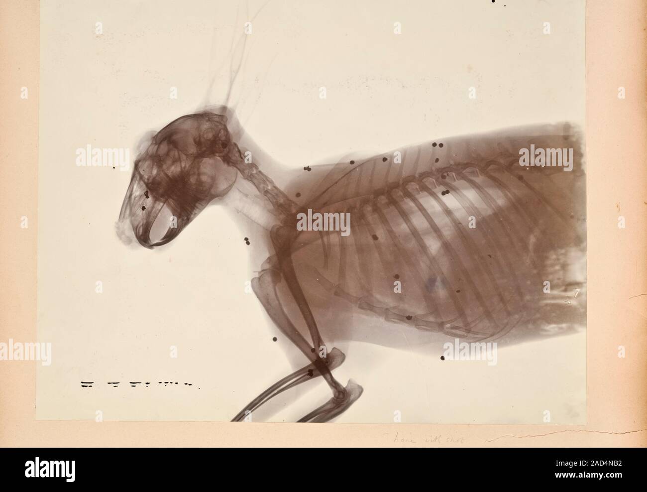Rodent X-ray. This X-ray is from a collection dating from the period ...