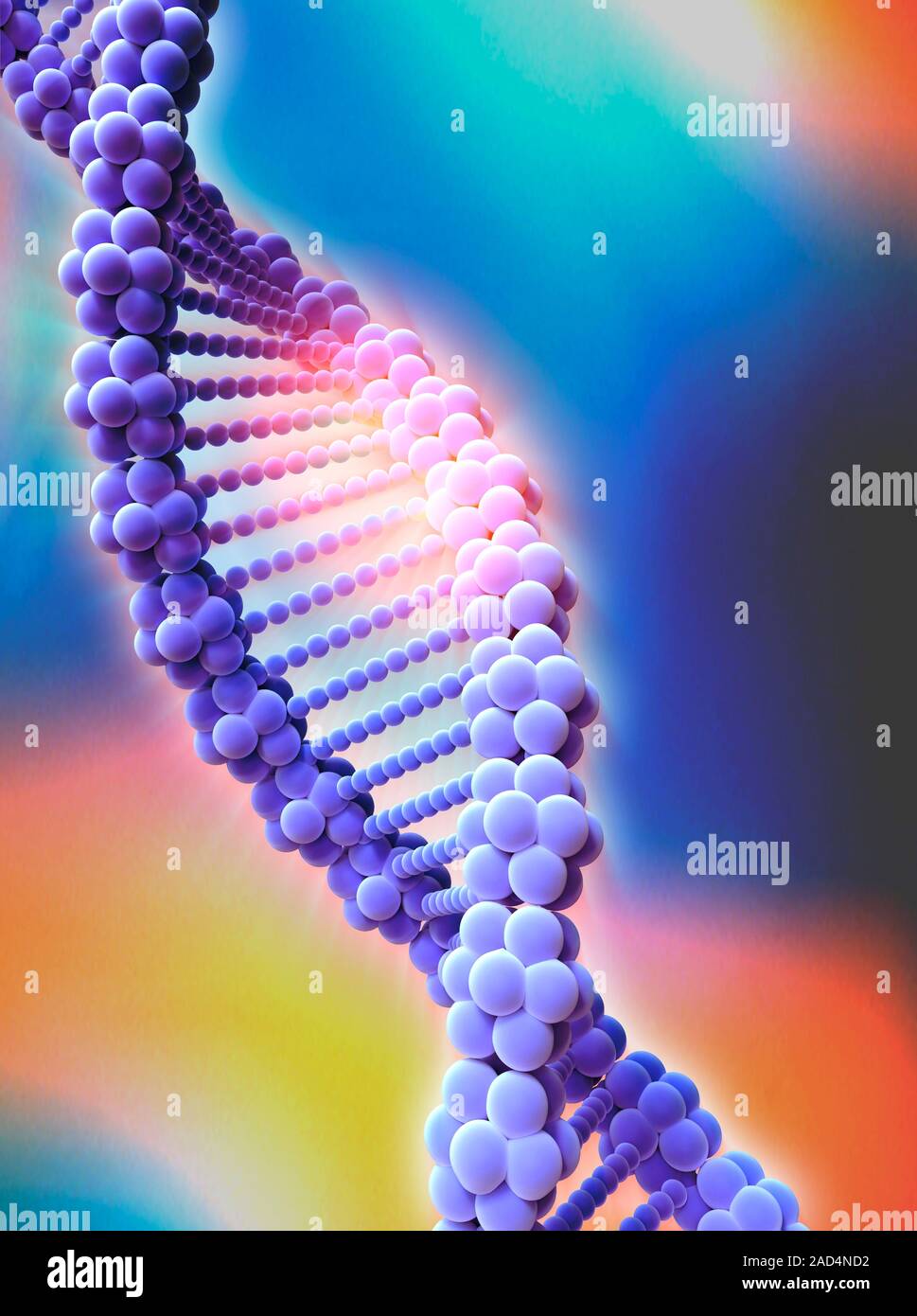 DNA strand. Computer artwork showing the double helix structure of a ...