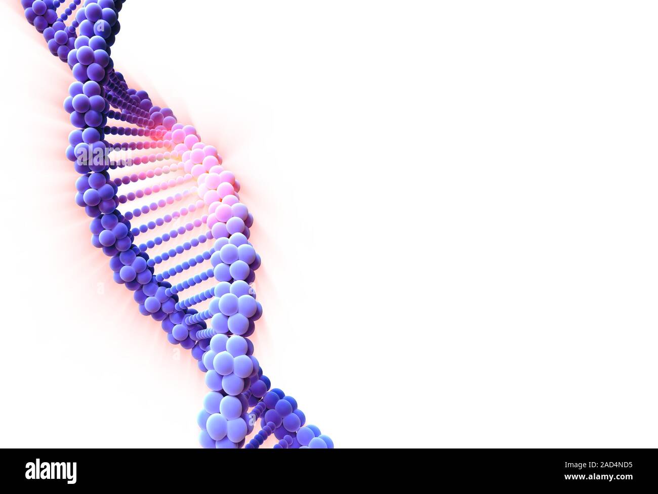 DNA strand. Computer artwork showing the double helix structure of a ...